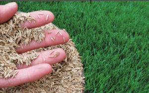 Overseeding – Emerald Lawn Care - Lawn Care and Lawn Treatment in Cheshire
