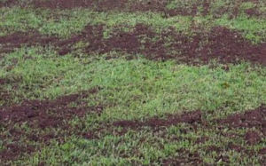 Top Dressing – Emerald Lawn Care - Lawn Care and Lawn Treatment in Cheshire